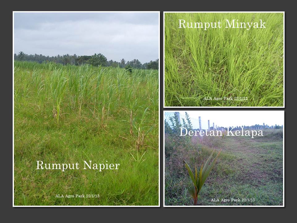 Ladang Ternak Lembu: Lembu Fidlot