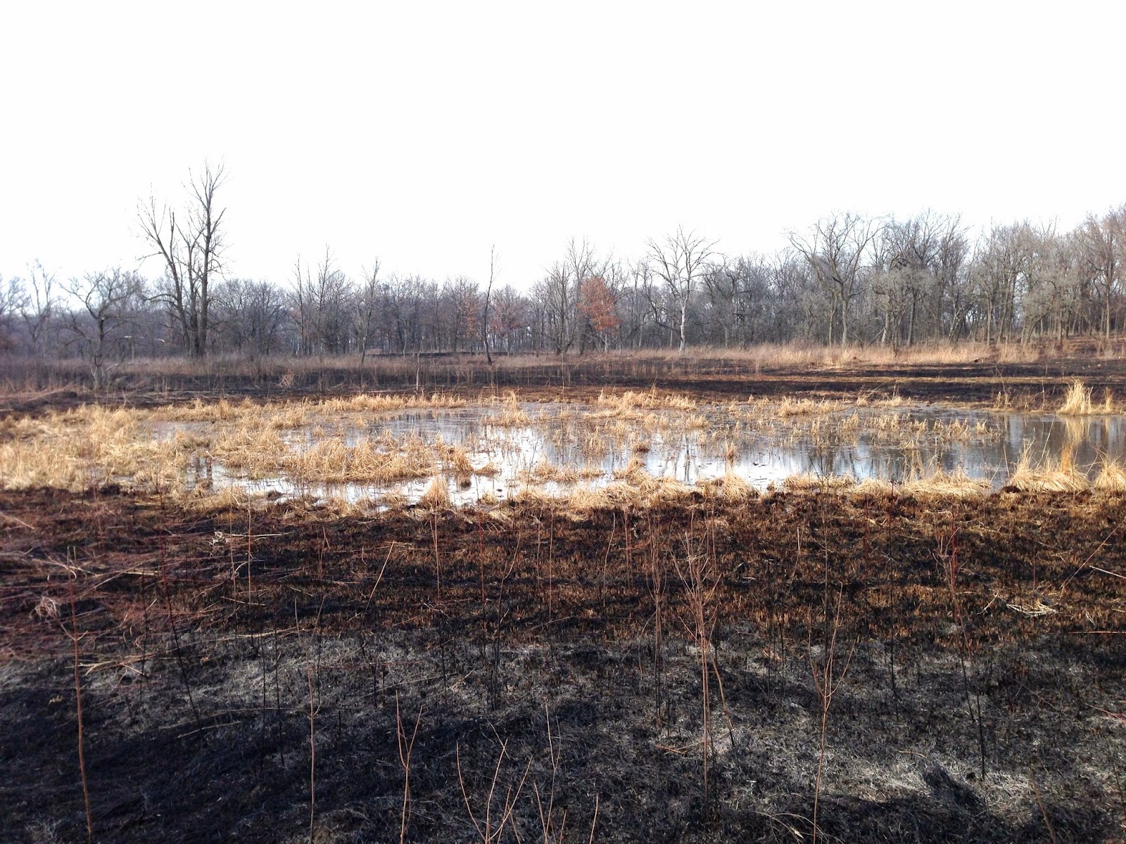 Strategies for Stewards: from woods to prairies : Spring Burn 2014: how ...