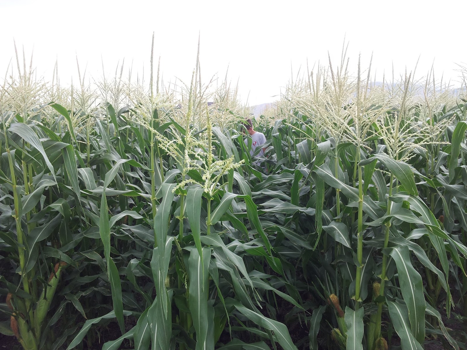 Michaelis Family Farm: Sweet Corn