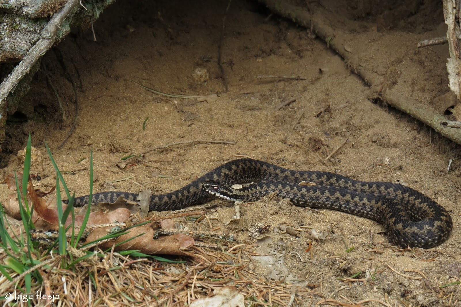 NaturFotoz: Hoggorm - Vipera berus, adult hann. Holum, Mandal 15.04.2018