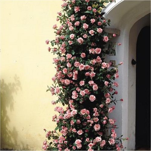 Language of Color and Texture: Climbing Rose