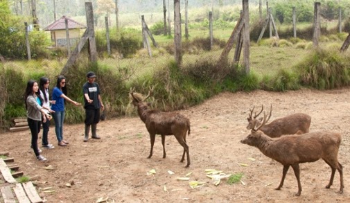 Penangkaran Rusa Ranca Upas Ciwidey Wisata Terbaik di Bandung