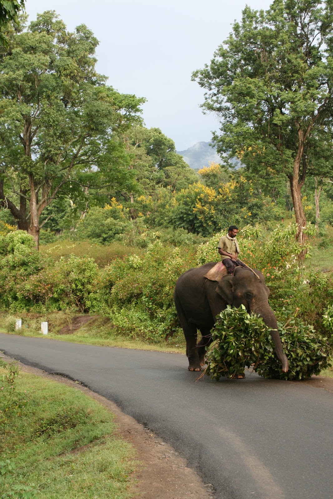 To See the Seven Continents: Mudumalai Wildlife Sanctuary, India