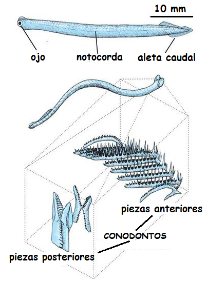 Info animales: Origen y Evolución agnatos mixinos