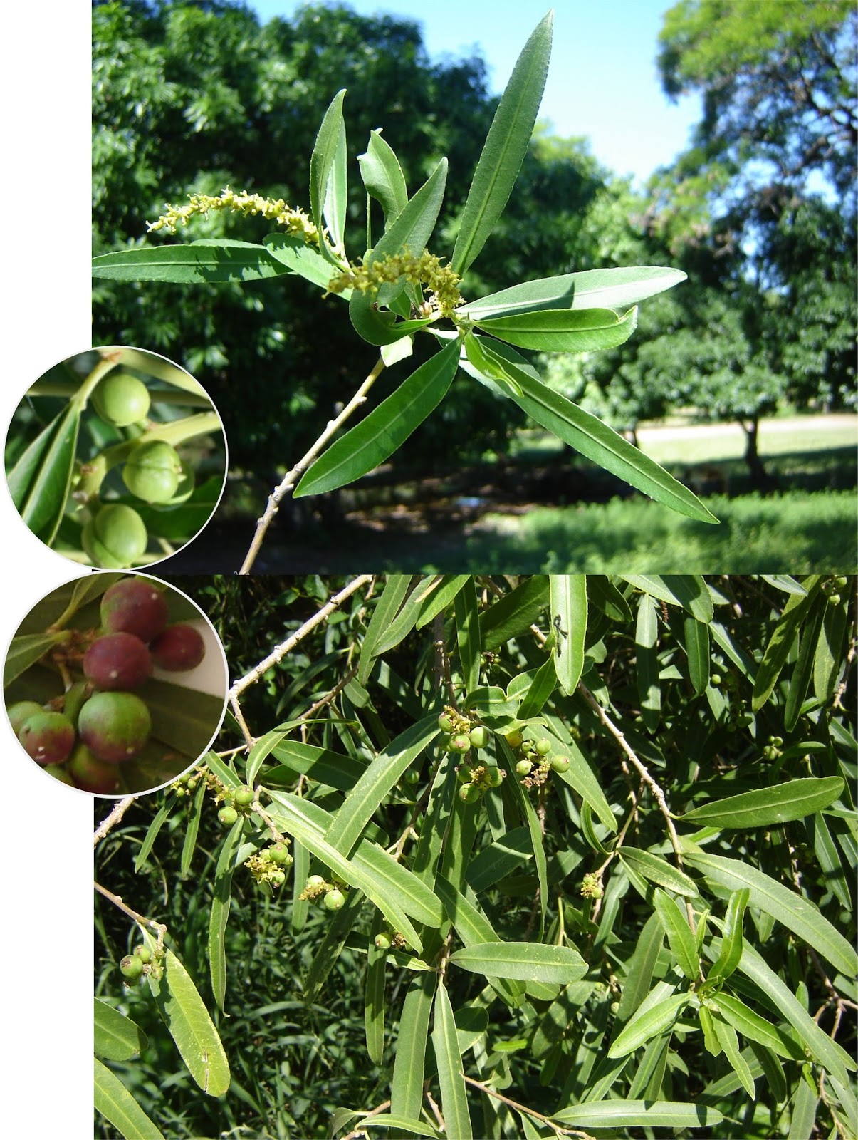 Sapium haematospermum (lecheron, curupi) | Plantas, Plantas de la selva ...