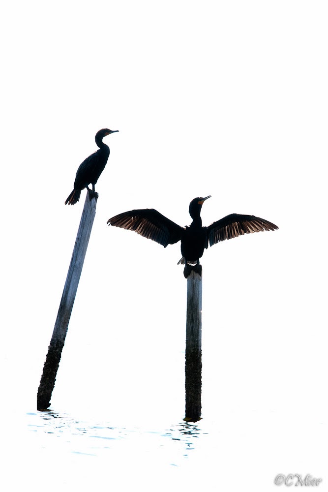 Nature Photography from a Canoe: High wing loads and the diving cormorant