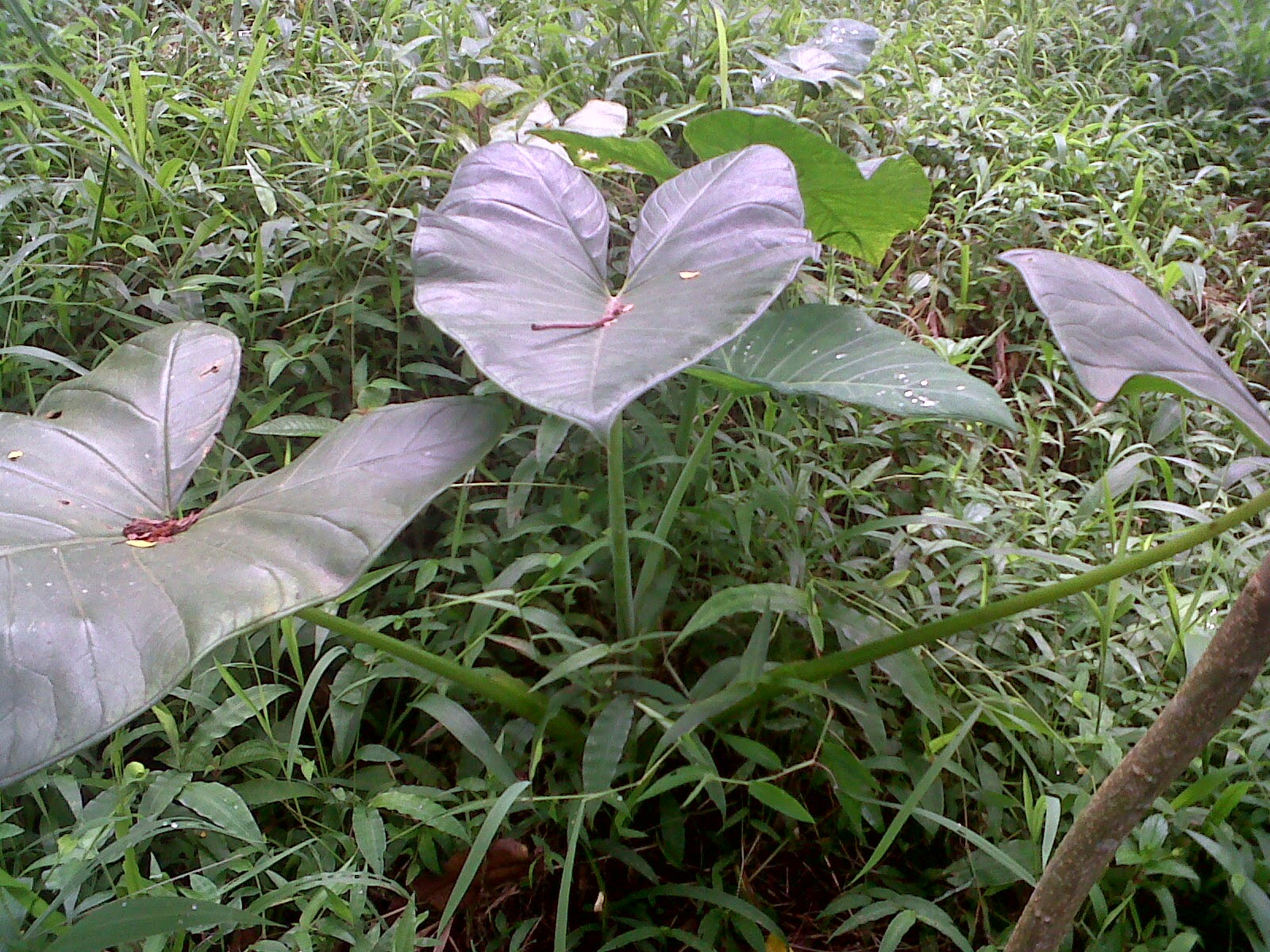 Dianjaya Ketenger: Sedikit Cerita Tentang Kimpul