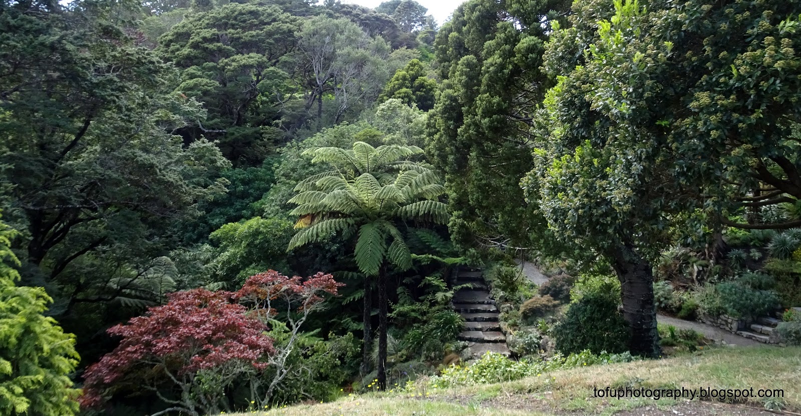 Tofu Photography: A tree fern at the Wellington Botanical Gardens in ...