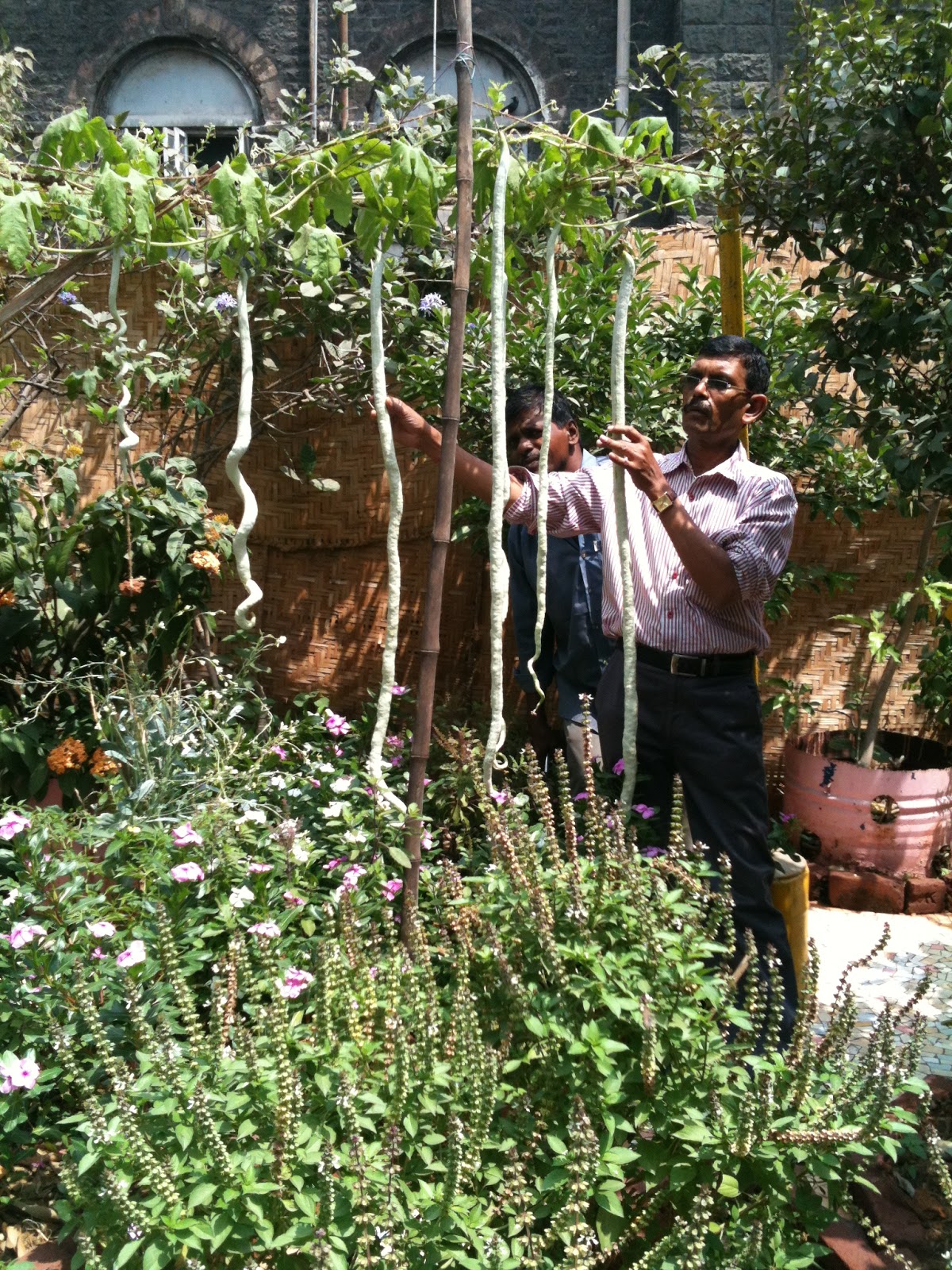 Natueco city farming: Introducing permaculture design on MbPT terrace ...