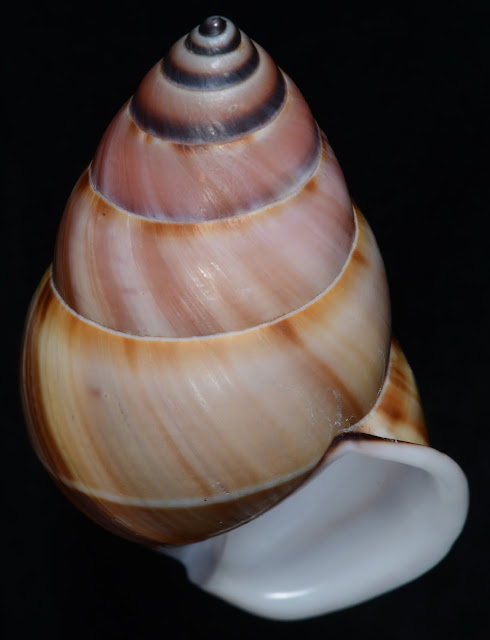 Dr. Lee's Gallery Museum: Amphidromus inversus annamiticus 53.03mm ...