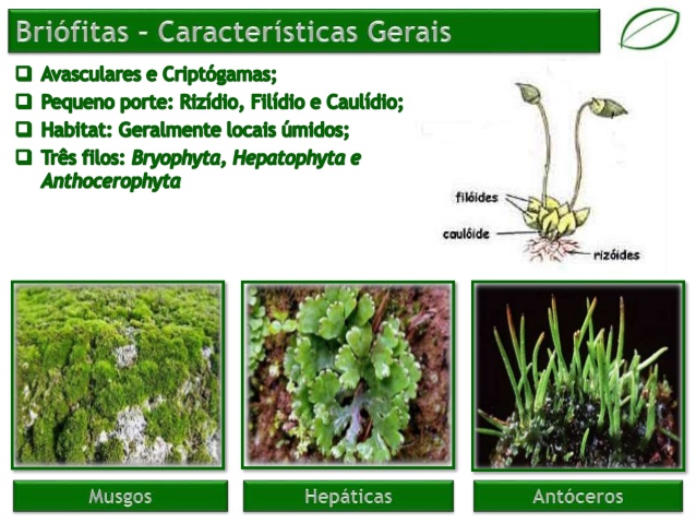 Briófitas: Introdução | Biologia: A ciência da vida