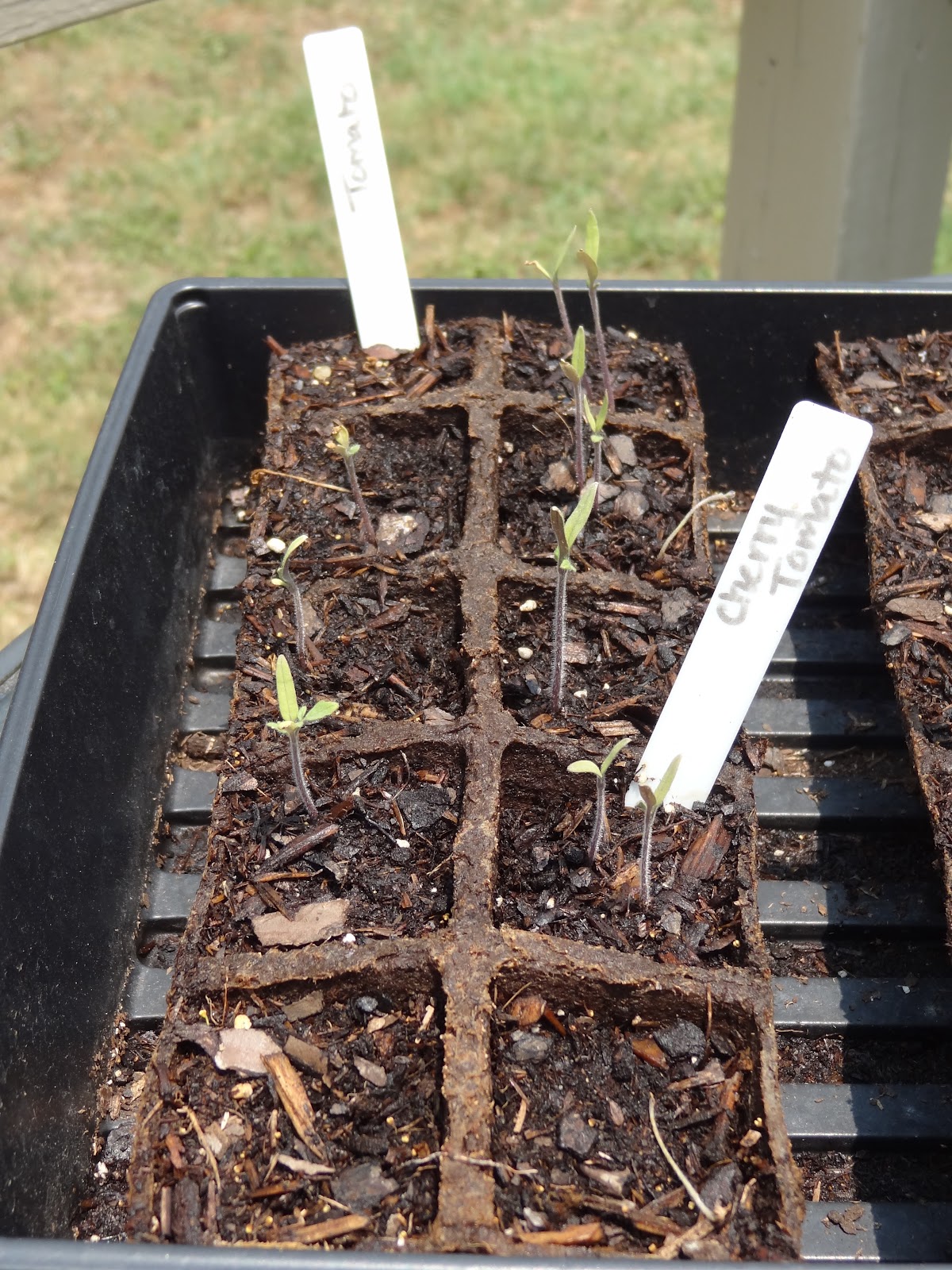 Rebecca's Texas Garden: Indoor Grow Shelves