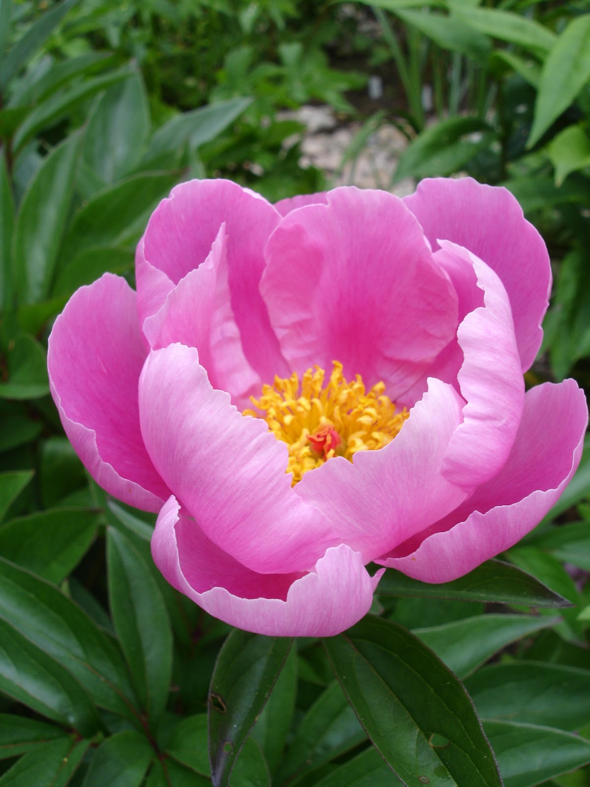 Exploring Phytomedicine : Monograph of Paeonia lactiflora