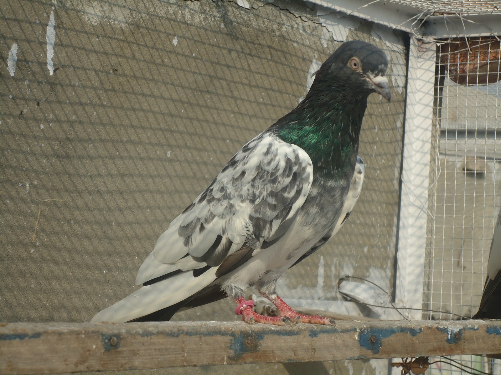 Pigeons | Kabootar Baaz | Pigeons Photos: Pakistani Tippler Pigeons