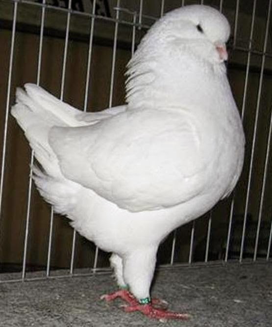 SPESIALIS MERPATI: MERPATI MODENA