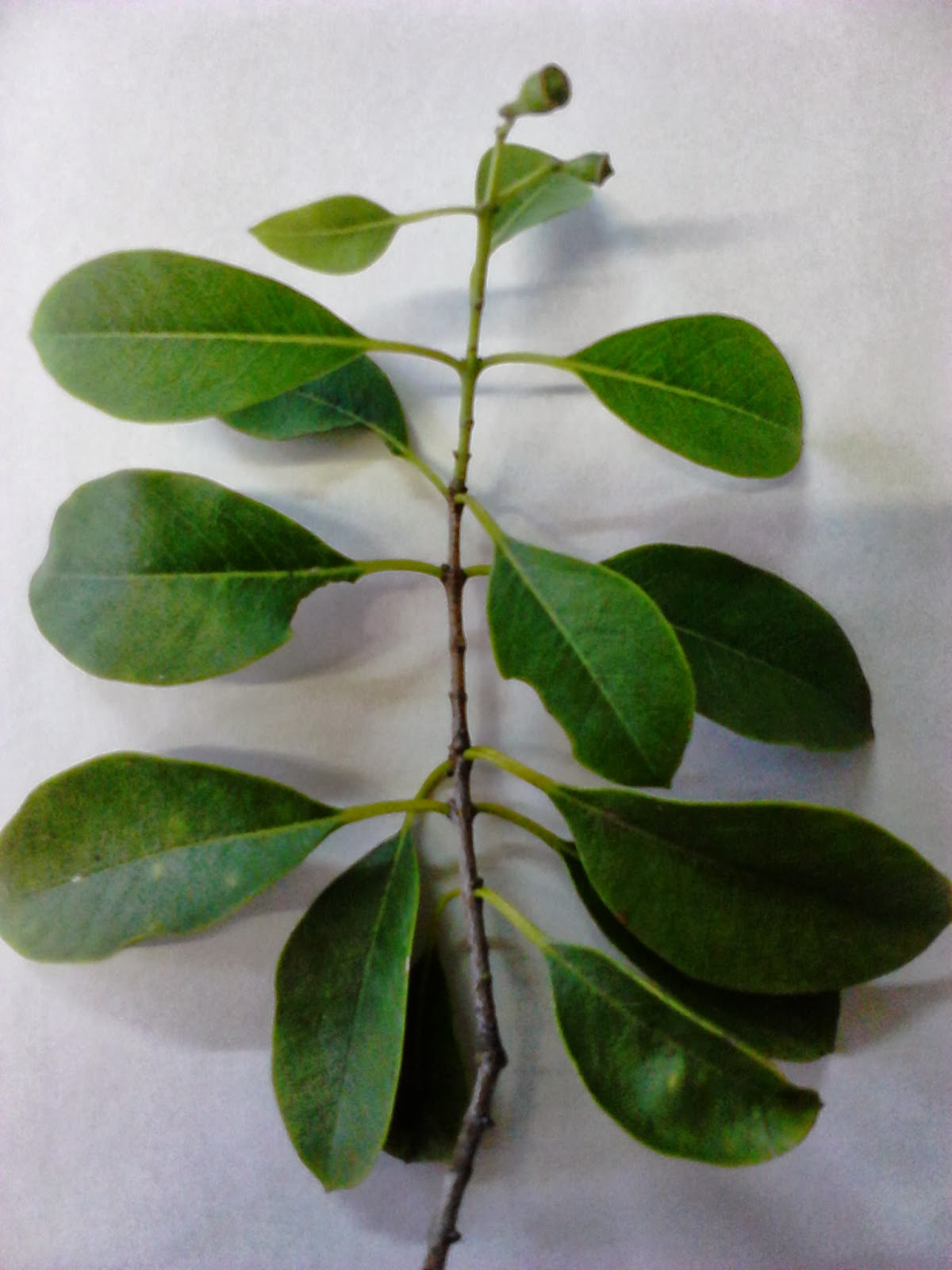 Santalum album - Suduhandun සුදු හඳුන් - Herbal Plants of Asia