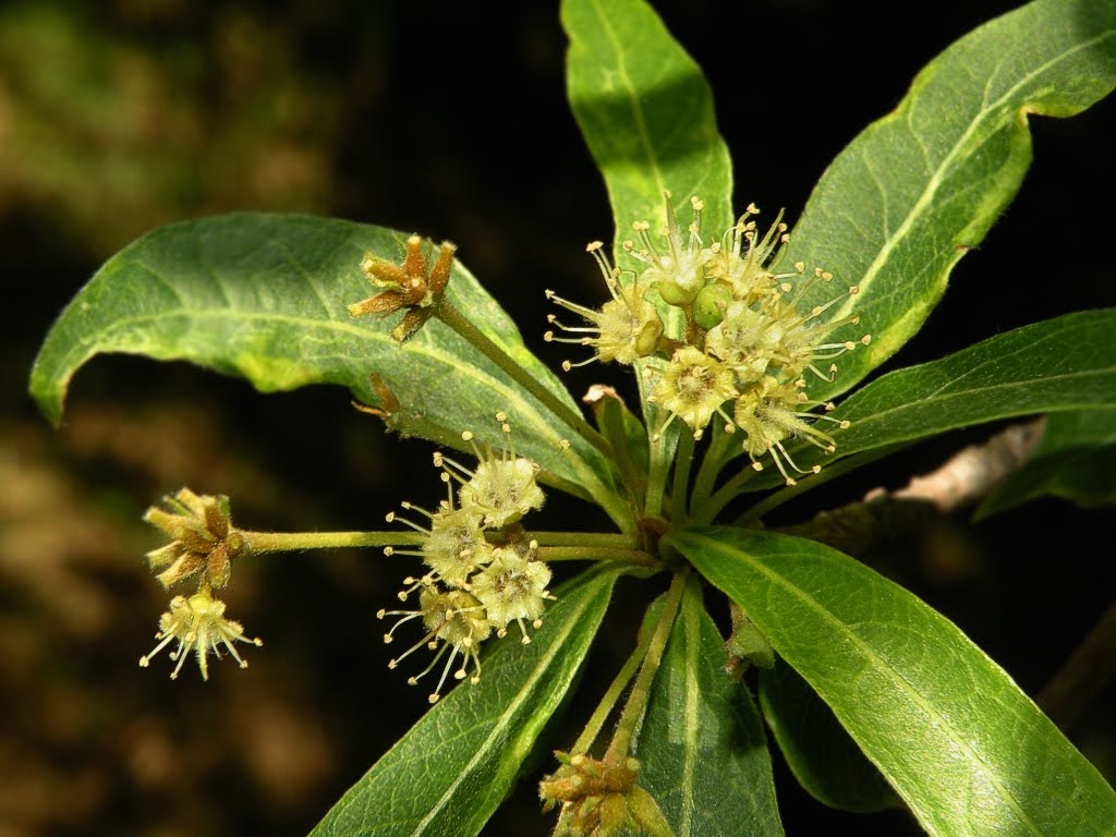 Uruguay's wildlife & Natural sanctuaries - Santuarios naturales & flora ...