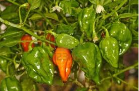 Warung Mbak Niroh: Manfaat Cabe Dan Bahaya Cabai Lombok