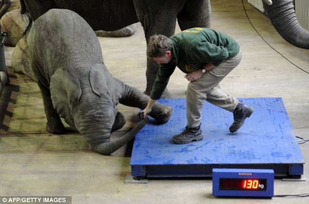 The animal zone: This keeper should remember that elephants never ...
