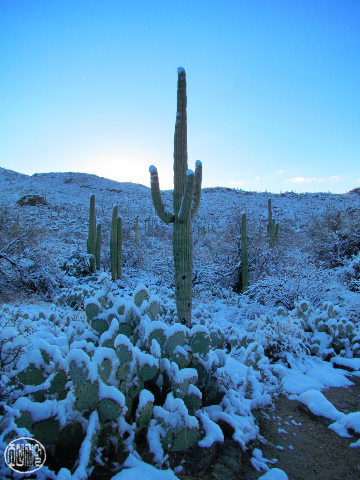 Allophile: Snow! in Tucson!