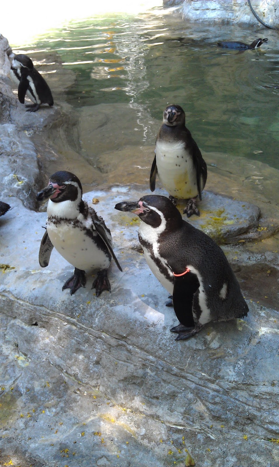 Five Little Monkeys and Me: Monkeys & Penguins (They stink!) - Zoo take ...