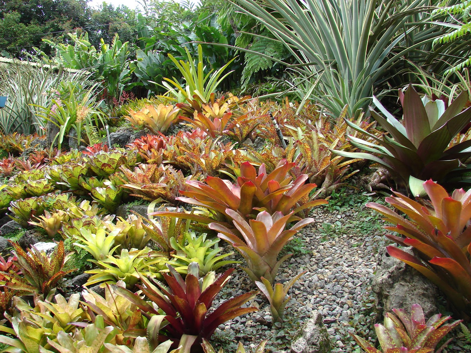 Paisajismo, pueblos y jardines: JARDIN DE HACIENDA LA LAGUNA ...