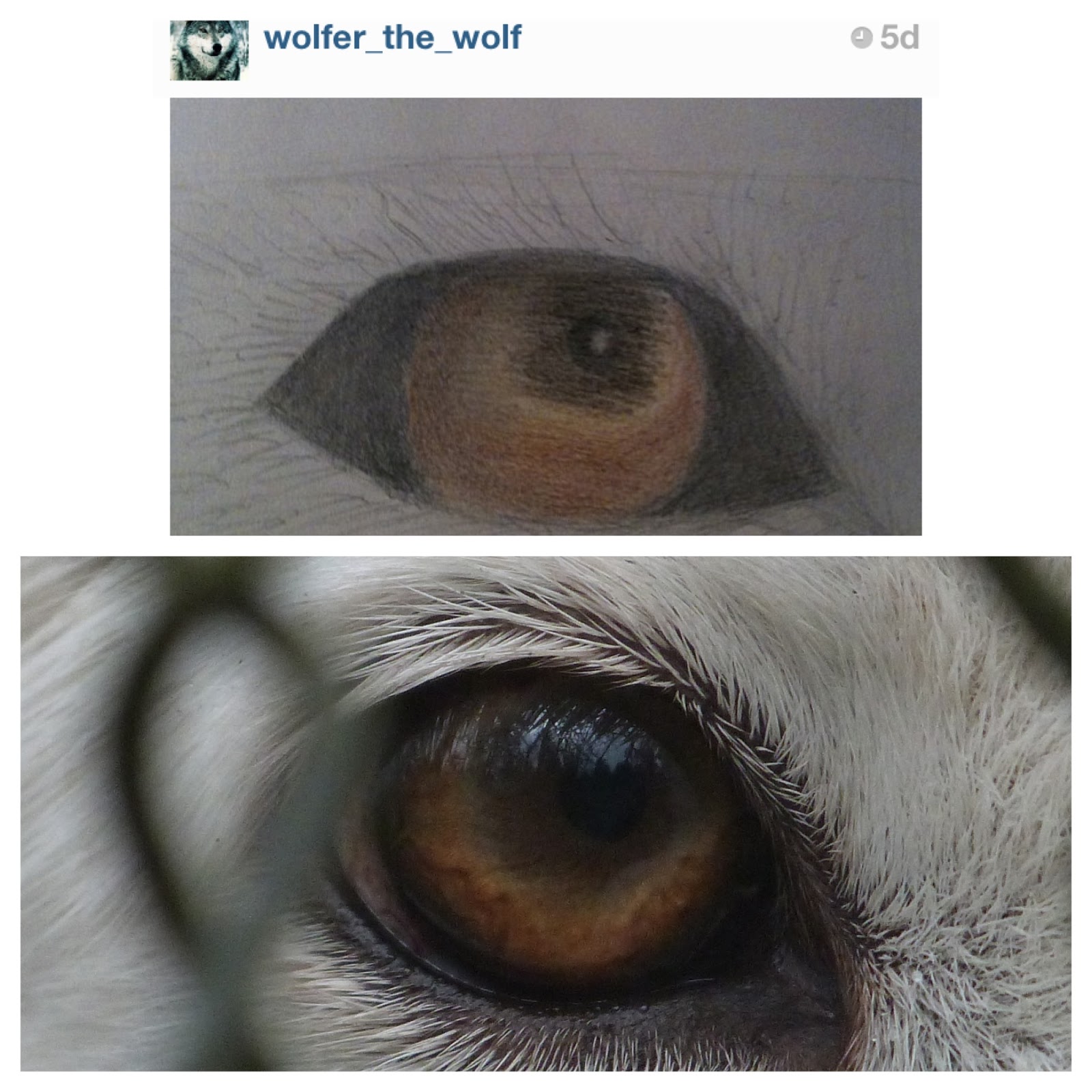 Kids4Wolves: Art and Writing Gallery