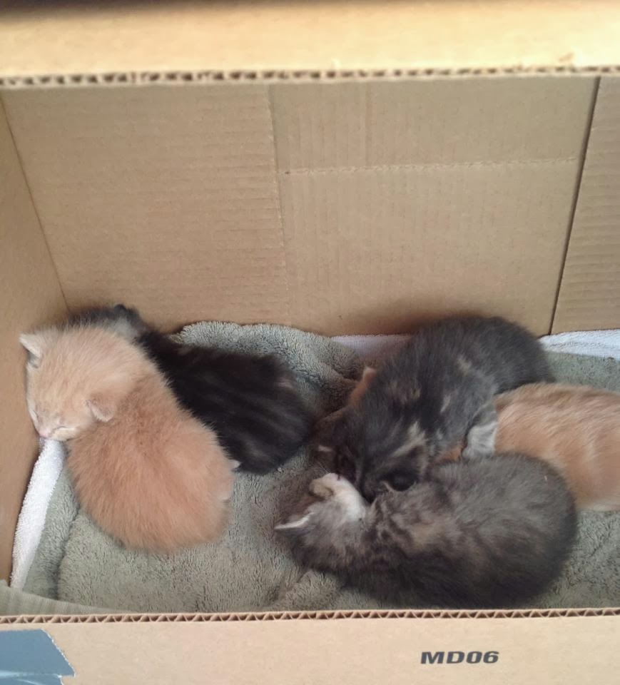 Lasting Allure: 2 Week Old Kittens