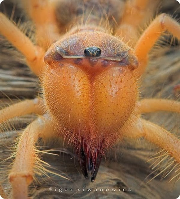 Camel Spiders (20 pics)