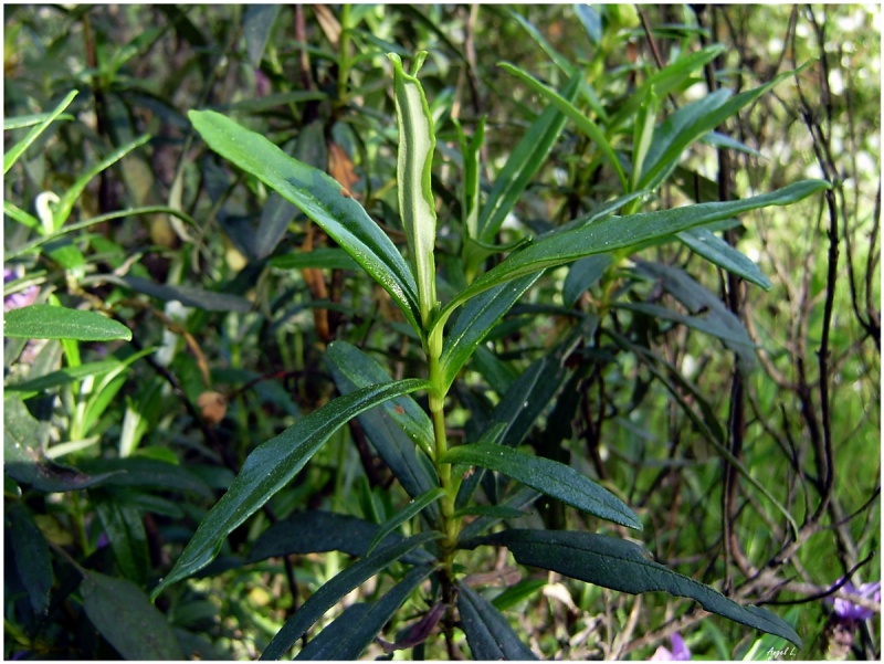 Las plantas de mis excursiones: Cerro Jaralon II