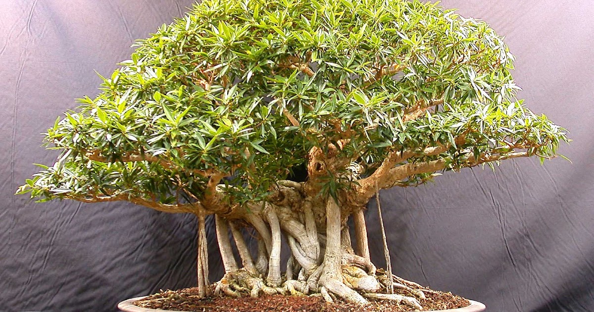 19+ Bentuk Pot Bonsai