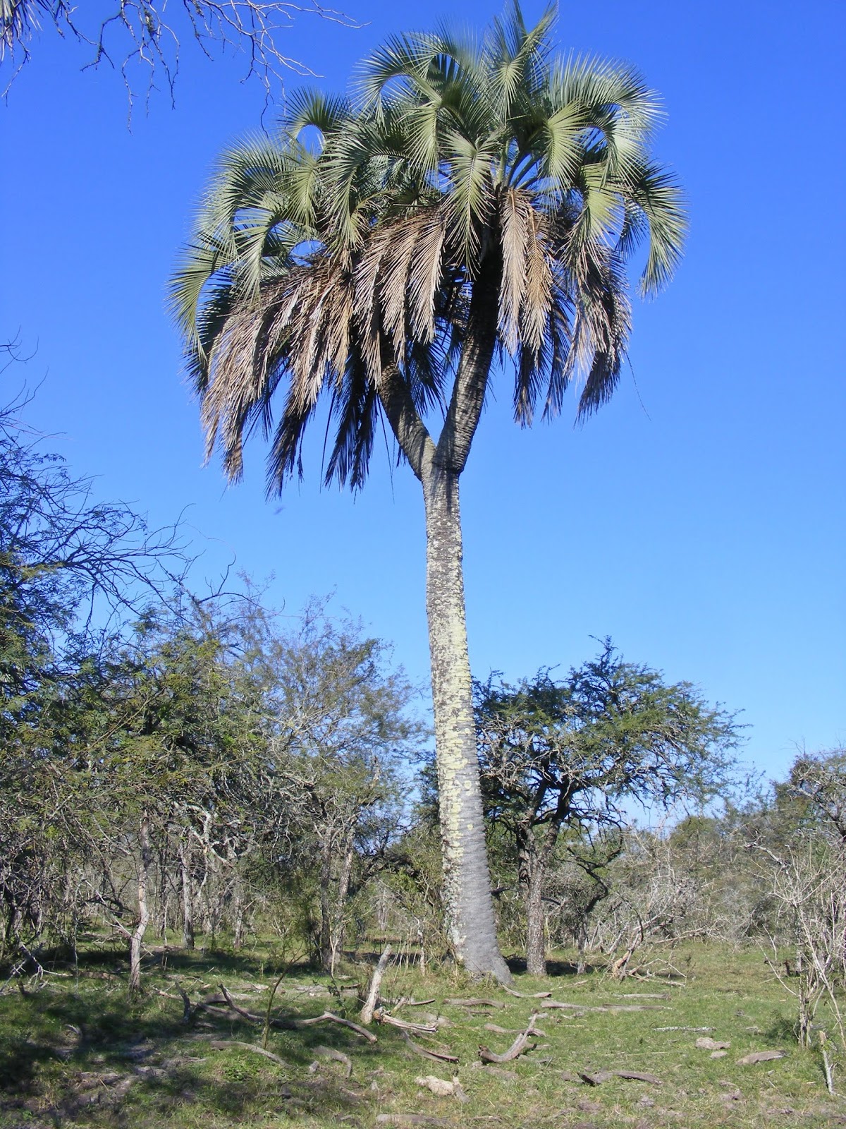 SERÍA LA ÚNICA PALMERA DOBLE | DESDE FEDERAL ..DOS PALABRAS EN BOCA DE ...