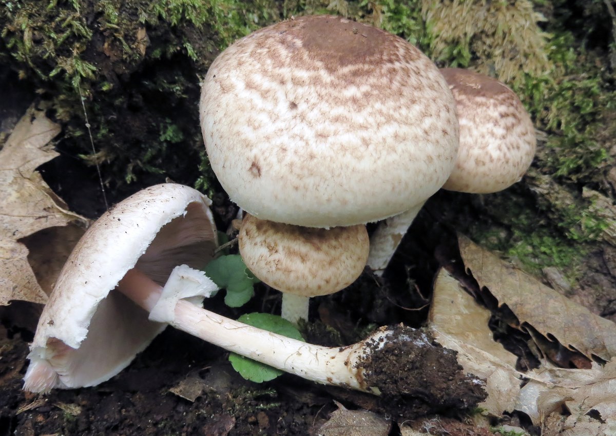 I Funghi dei Castelli Romani: Agaricus impudicus