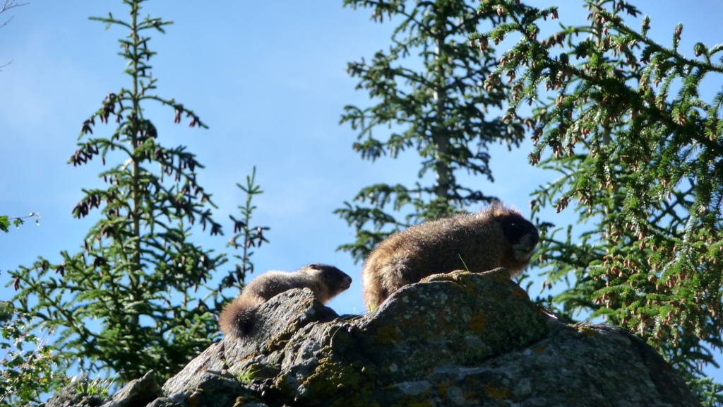 Metamorphosis Road: Subalpine Hiking in Rocky Mountain National park