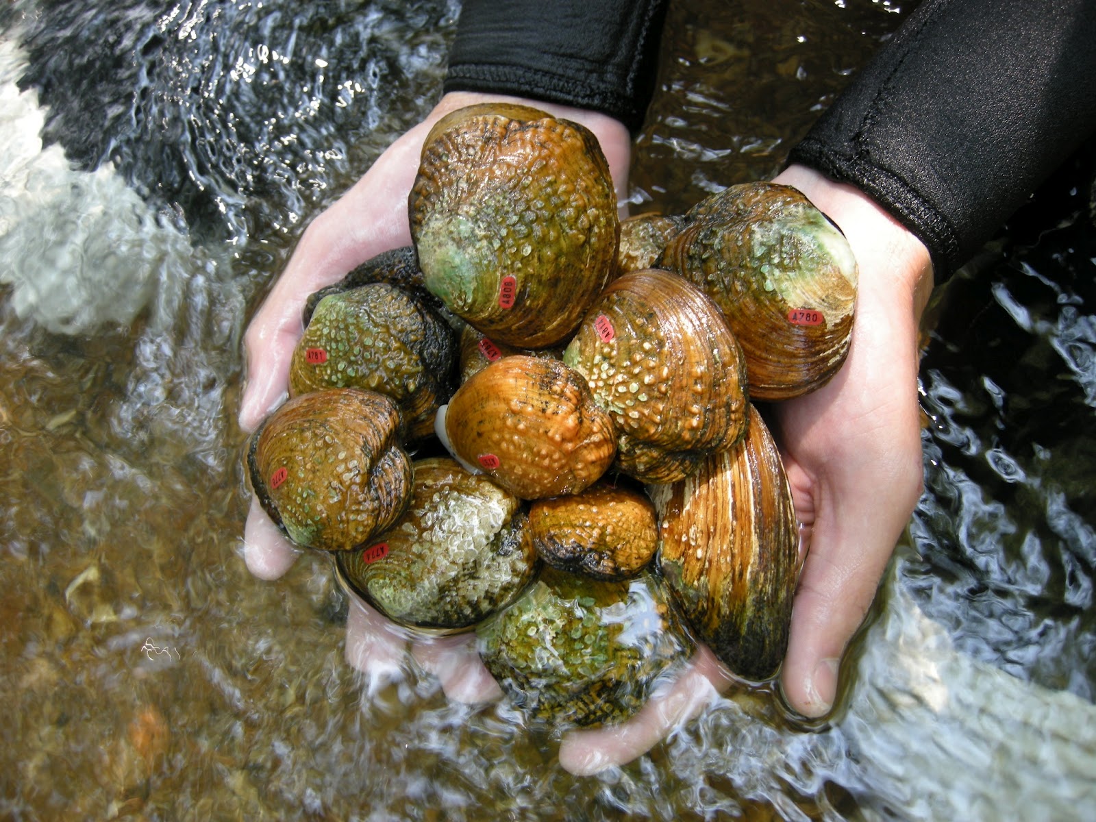 Northeast Ecological Services: Recovering the wild from a wild river ...
