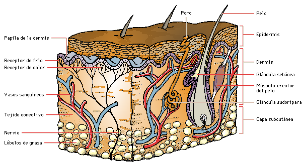 Fisiología: Tema 7. Fisiología del sistema inmune (I)