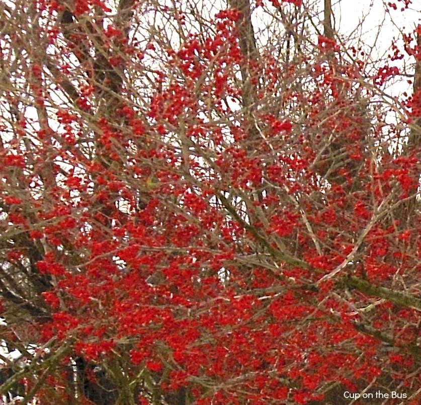 Trees With Red Berries Clusters