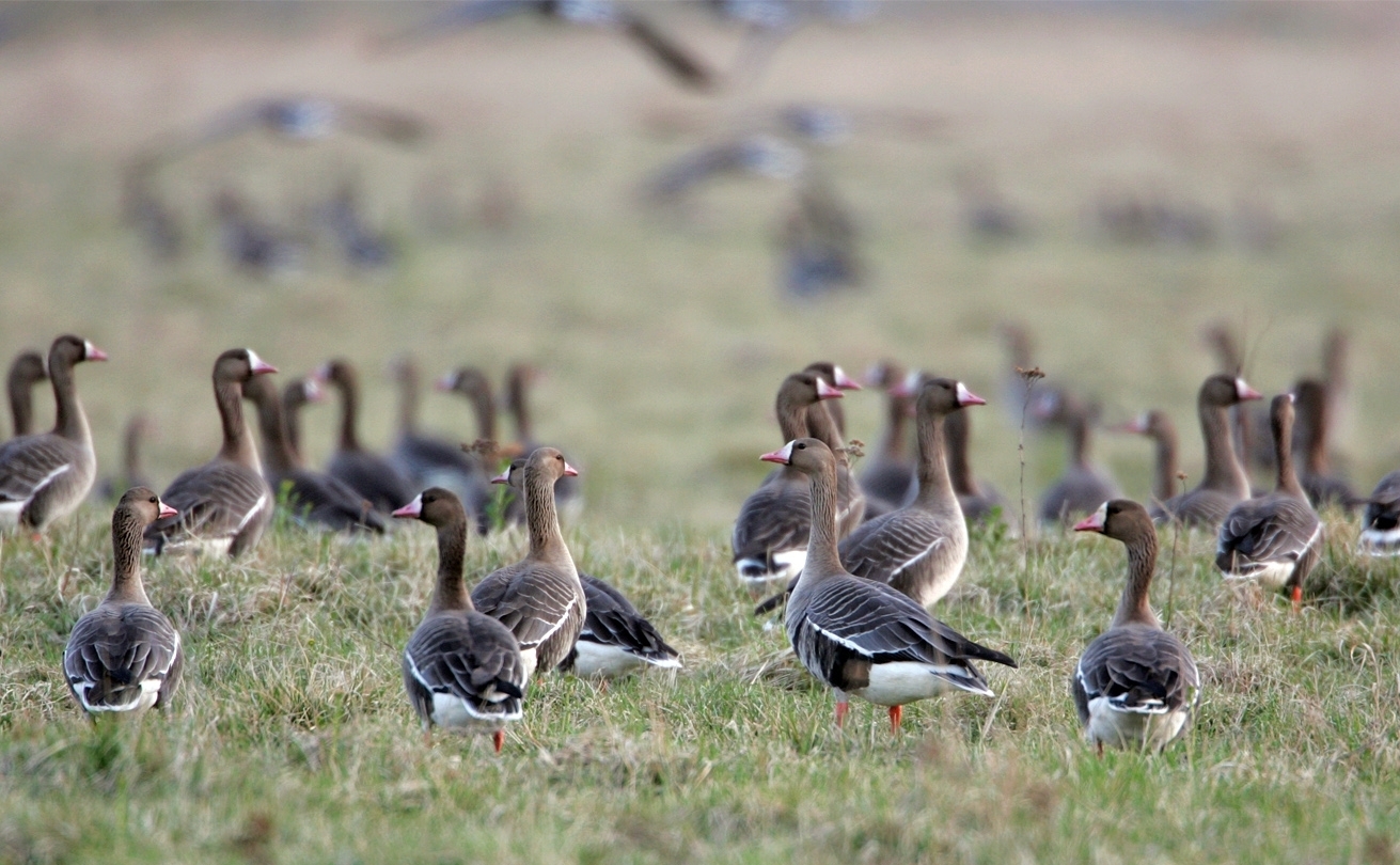 Estonian Nature Tours: Kliendid räägivad
