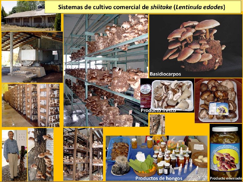 El cuexcomate: Cultivo de hongos en México 1 - Las especies y su cultivo