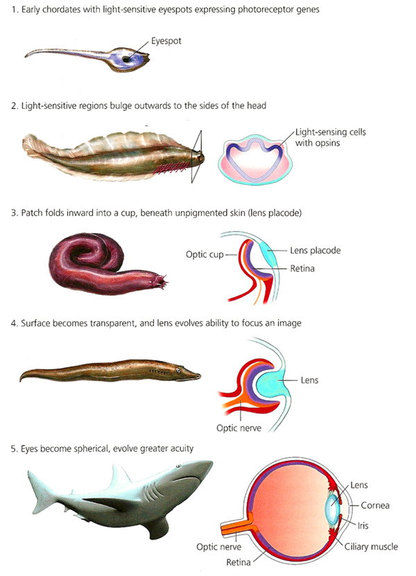 Jesse's Blog: The Origin of Species: a book report