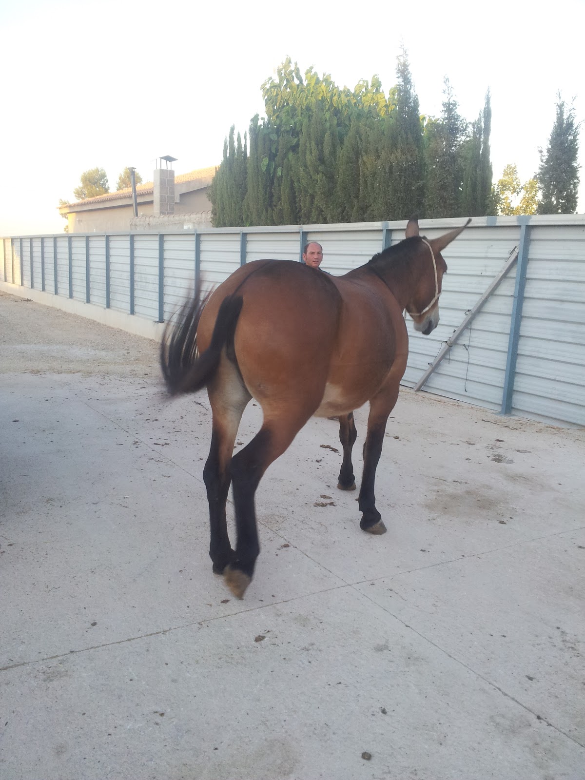 MULAS EN MURCIA: MULAS 2