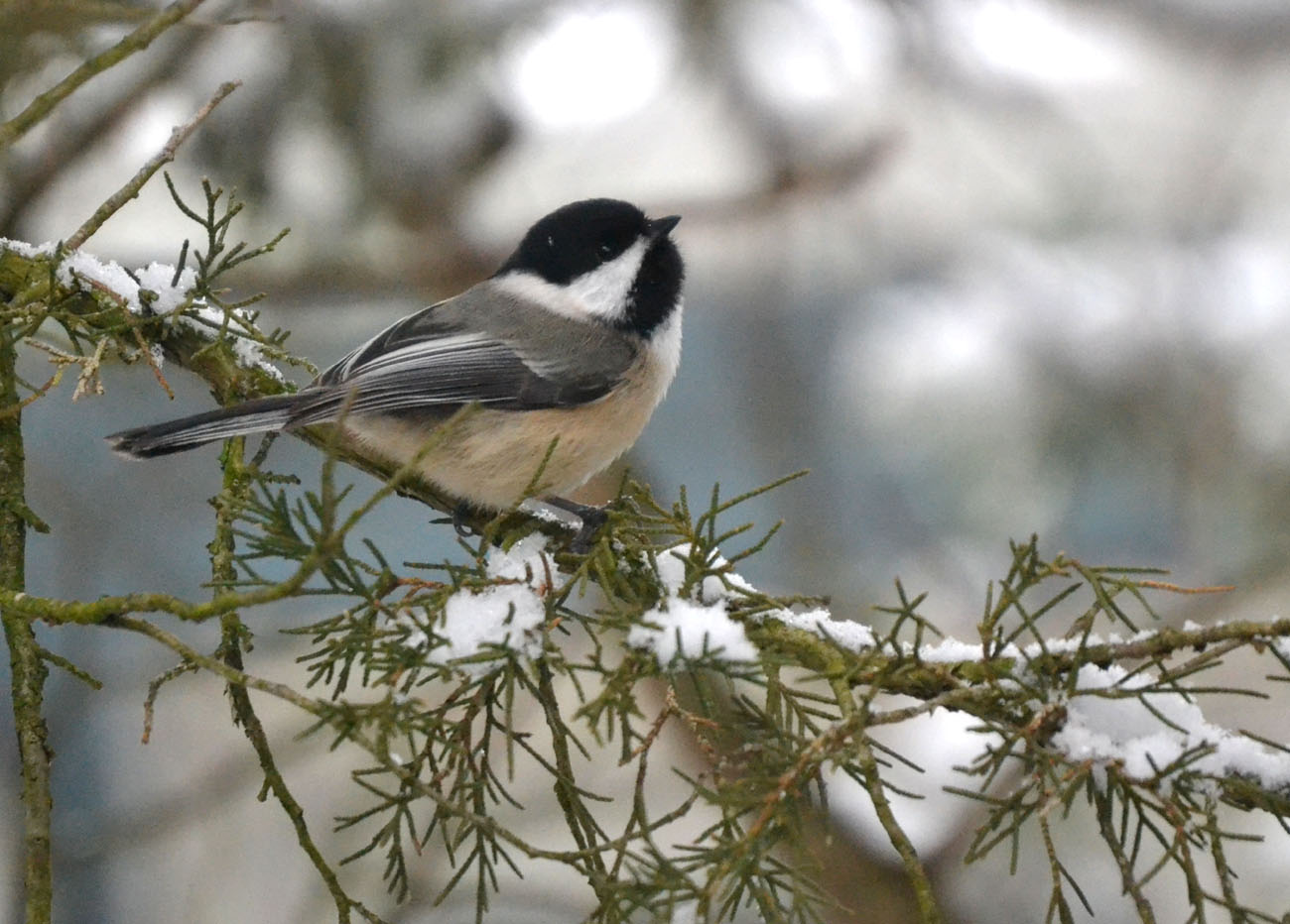 Woods Walks and Wildlife: Hawks and Chickadees in the Snow