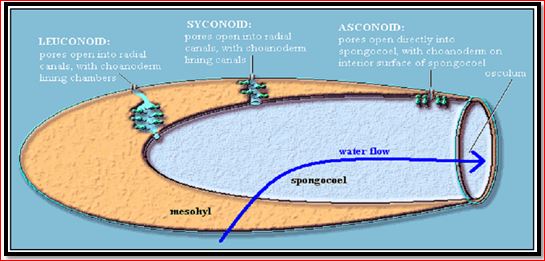 Phylum Porifera - Geologi Notes