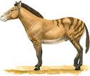 Equus Caballar: Evolucion del caballo