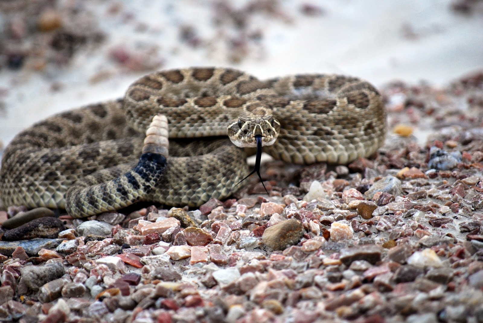 Colorado Outdoors and Wildlife: Colorado Herping Tips