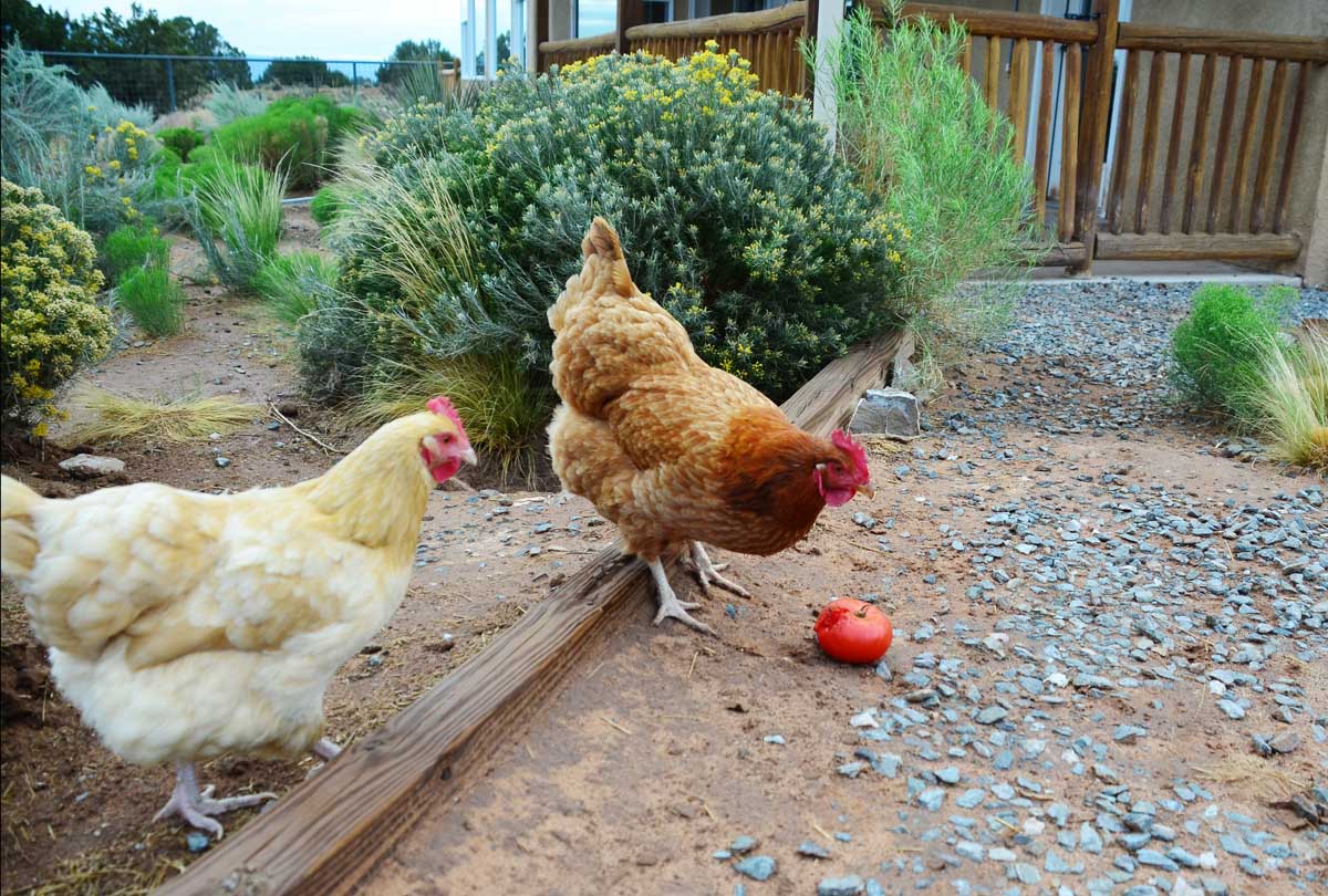 The 7MSN Ranch: The early bird gets the tomato