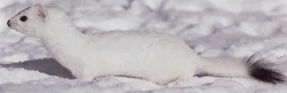 Ultima Thule: The arctic ermine - the dearest arctic creature!