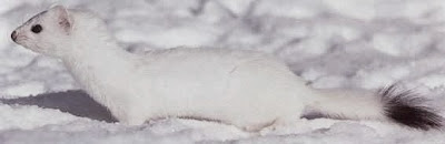 Ultima Thule: The arctic ermine - the dearest arctic creature!