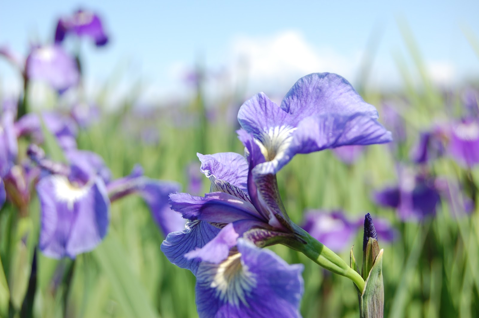 Fam Och in the Yukon: Eklutna Iris Fields
