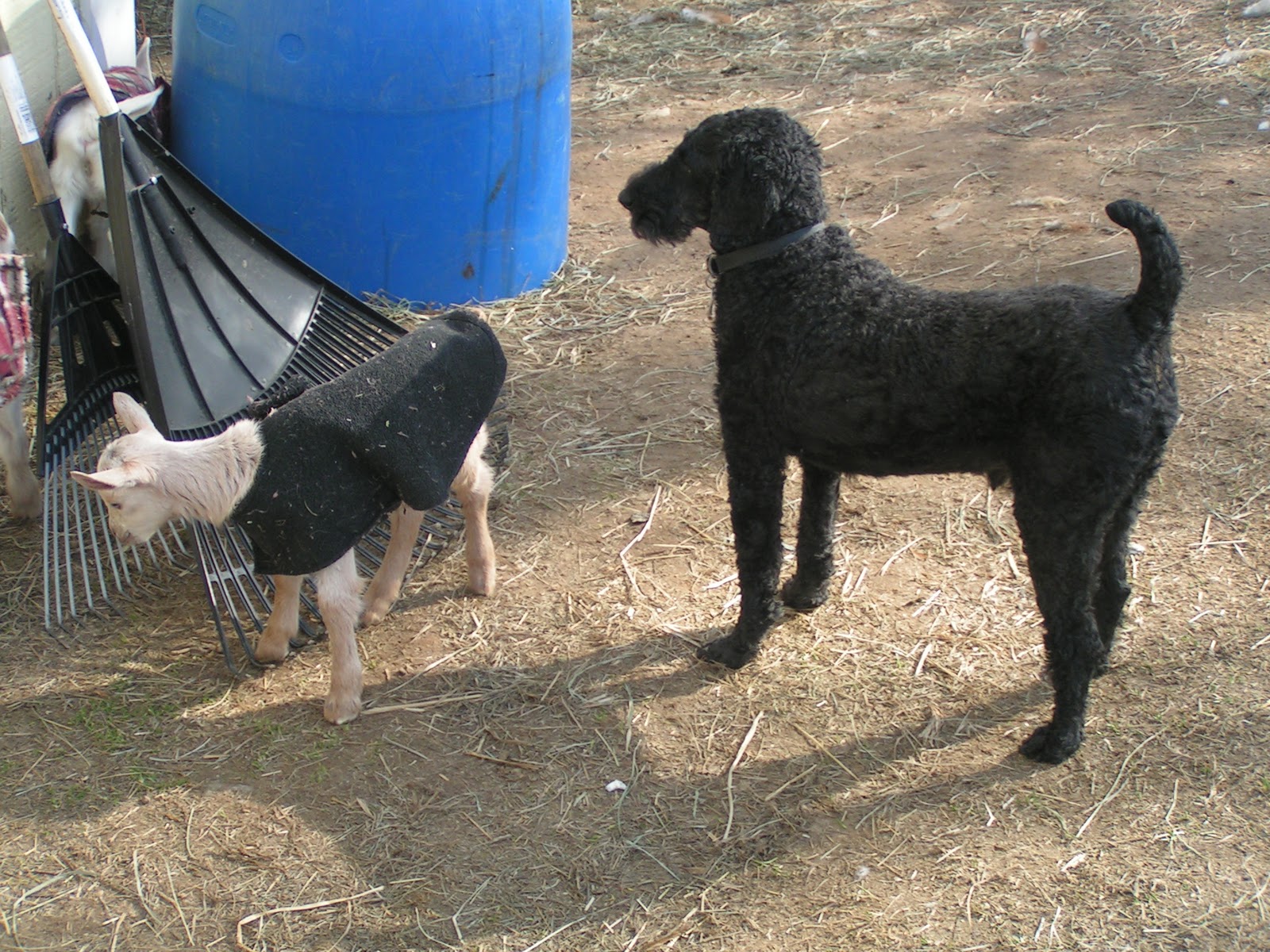 Blue Viola Farm: How to Keep the Kids Warm & Toasty